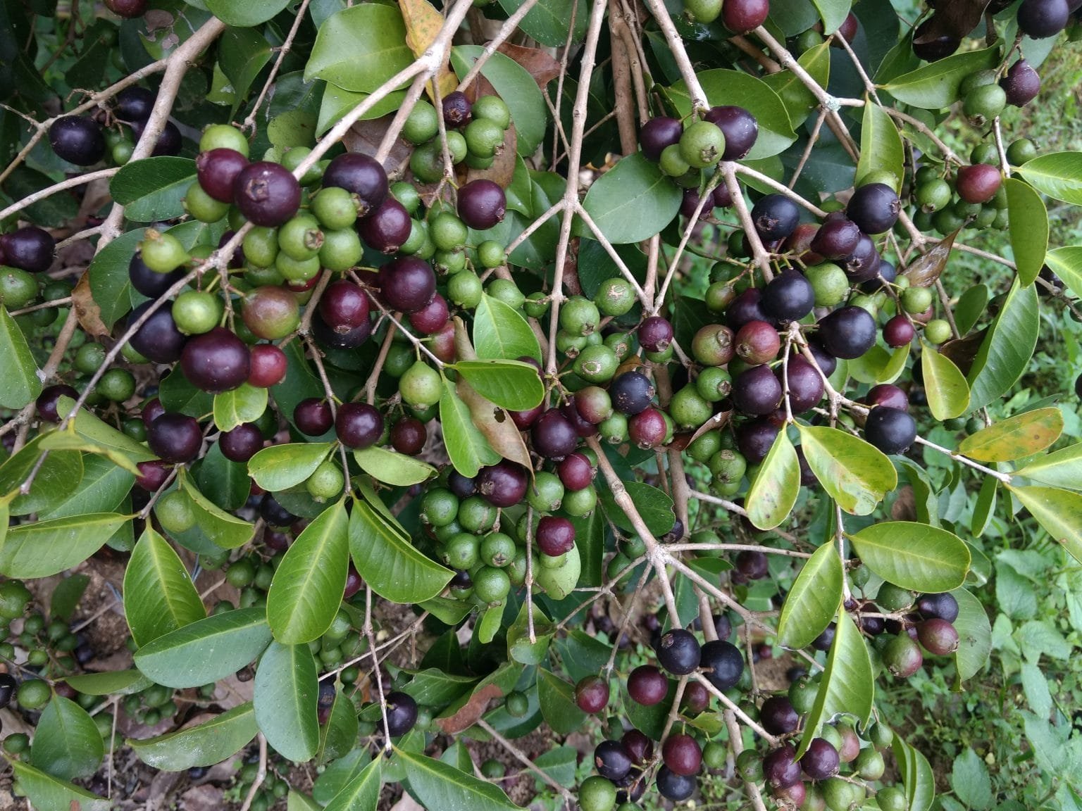 OS BENEFÍCIOS DO ARAÇÁ UNA • Jornal Resgate